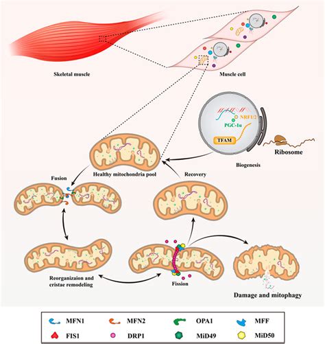 Frontiers Mitochondrial Function And Reactive Oxygen Nitrogen Species