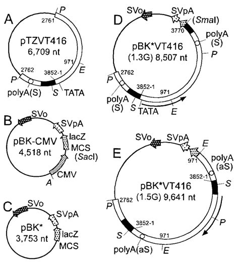 Schematic Diagrams Of Plasmid Constructs A Ptzvt416 Containing A