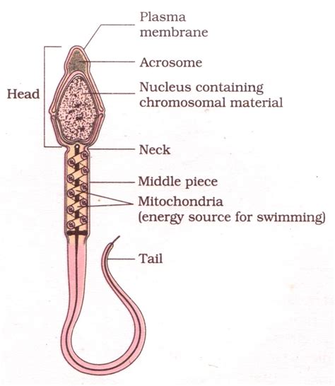 ncert solutions for cbse 12th biology chapter 3 human reproduction