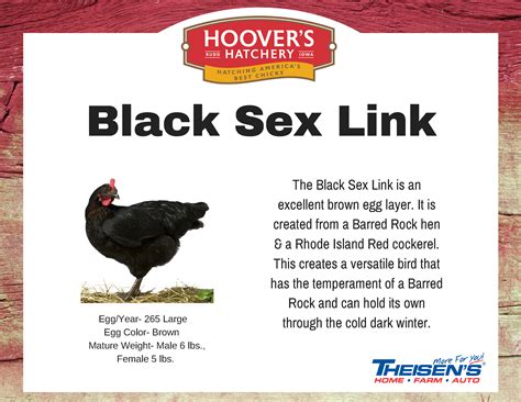 chicken breeds