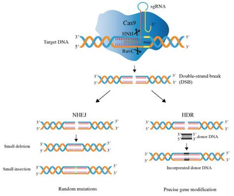 Ijms Free Full Text Development And Applications Of Crispr Cas9