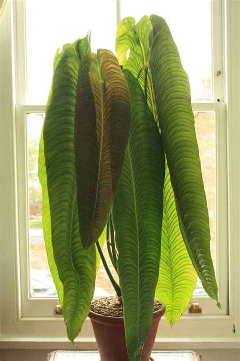 Anthurium Veitchii Successful Growing And Plant Care Guide Artofit