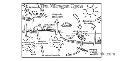 Ks4 Perhatian Siklus Nitrogen Illustration Twinkl