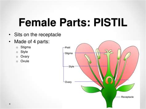 ppt parts of plants and their functions powerpoint presentation free