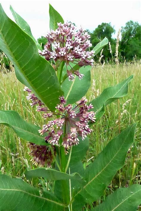 Less Noise More Green Help The Monarch Butterfly Plant Milkweed In