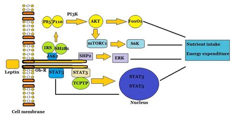 Leptin Signaling Pathways Pomc Pro Opiomelanocortin Socs3
