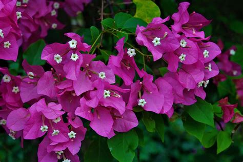 Các Bài Thuốc Về Cây Hoa Giấy Bougainvillea Spectabilis Cỏ Dại