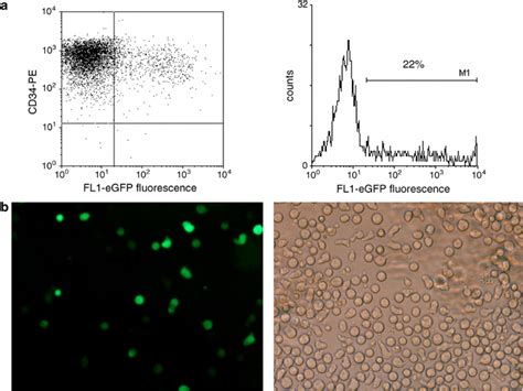 Evaluation Of The Percentage Of Cd34 Cells Expressing Egfp 24 48 H