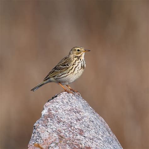 Small Bird Selection Om1 300mm 2x 1 4x Micro Four Thirds Talk