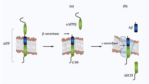 Regulated Intramembrane Proteolysis Of App By Ectodomain Shedding And