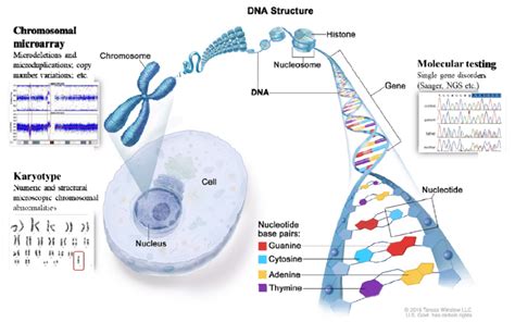 Recommendations Of Different Types Of Genetic Testing Based On Clinical