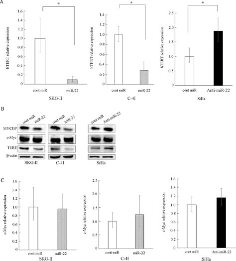 Figure 3 From Microrna 22 Enhances Radiosensitivity In Cervical Cancer