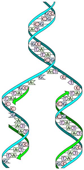Image Dna Replication Split