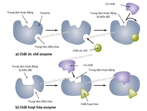 Khái Niệm Các Yếu Tố ảnh Hưởng đến Hoạt động Xúc Tác Của Enzyme