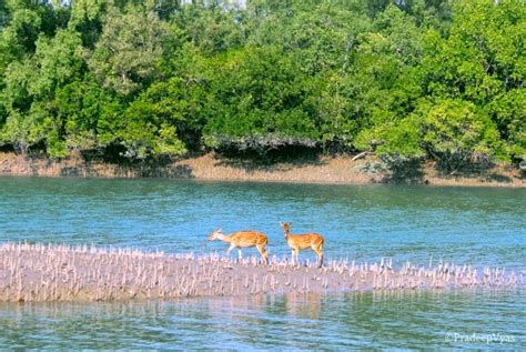 Sundarban The Sundarban Indigenous And Local Communities