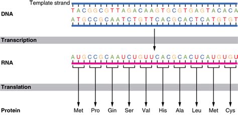Protein Synthesis Anatomy And Physiology I Course Hero