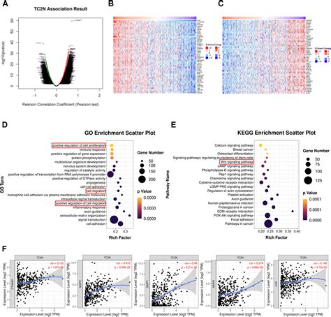 Tc2n Promotes Cell Proliferation And Metastasis In Hepatocellular