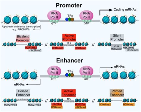 Figure 1 From Emerging Roles Of Transcriptional Enhancers In Chromatin