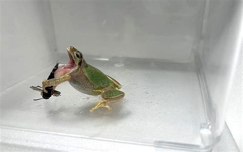 Male Mason Wasps Use Genitalia Spikes To Ward Off Predators The Japan