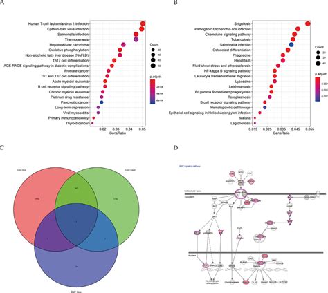 A The Enrichment Of Gse2034 Differentially Expressed Gene Signaling