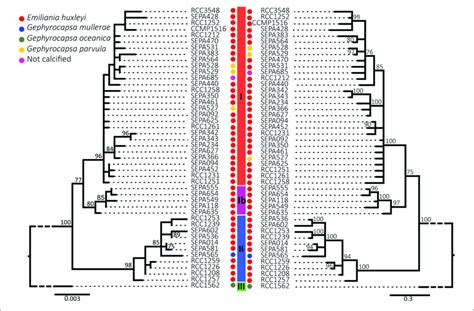 Phylogenetic Tree Of Constructed From Concatenated Cox1 Cox3