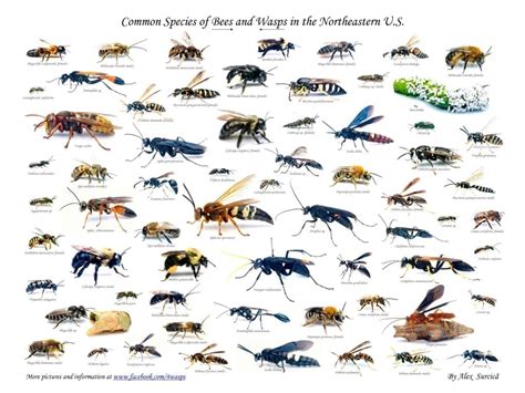Image Gallery Hornets And Wasps Identification