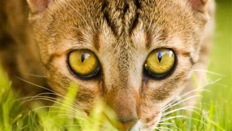az cat onekindplanet