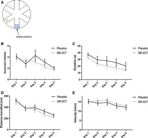 Spatial Memory Testing Of Male Mice Using The Rawm Sb 3ct And