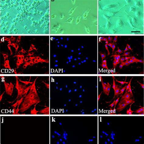 Isolation And Identification Of Bmscs A B C Cellular Morphology Of