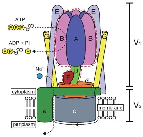 The V1 Domain Of V Atpase Is Composed Of A Hexameric Arrangement Of