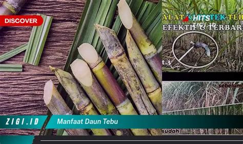 Temukan 7 Manfaat Penelitian Jarang Diketahui Bikin Kamu Penasaran