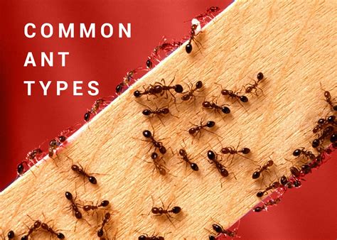common ant types dodson pest control