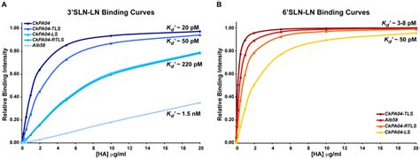 Glycan Receptor Binding Affinities Of The Mutant Forms Of Ckpa04 Ha A