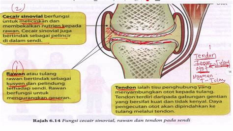 Mengenal Jenis Jenis Sendi Pada Manusia Berdasarkan L