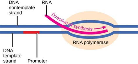Transcription Openstax Concepts Of Biology