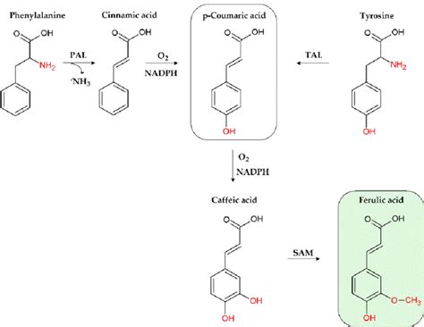 Biosynthesis Of Ferulic Acid Through The Shikimate Pathway Pal
