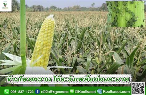[คลินิกพืชคูลเกษตร Koolkaset Agri Clinic] ข้าวโพดหวาน ให้ระวังเพลี้ย