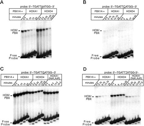 Distinct Hox N Terminal Arm Residues Are Responsible For Specificity Of