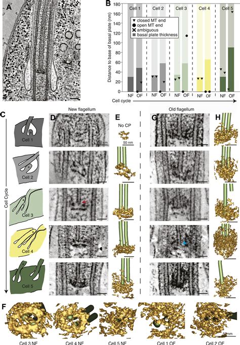 Modes Of Flagellar Assembly In Chlamydomonas Reinhardtii And