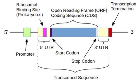 File Gene Protein Coding Png Genetics Wiki