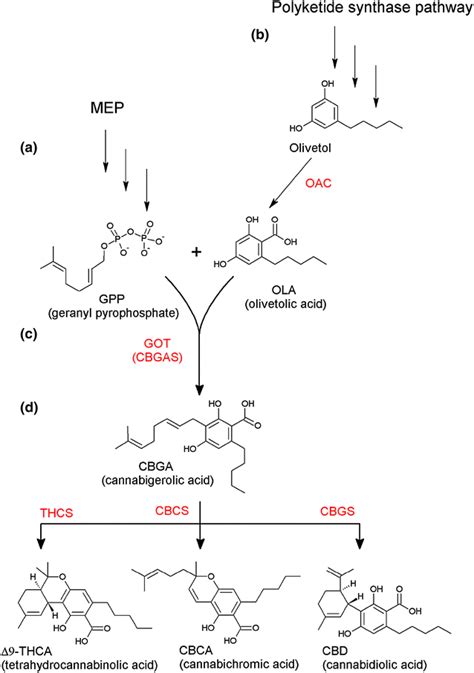 Main Pathways In Cannabinoid Biosynthesis A Methylerythritol Mep