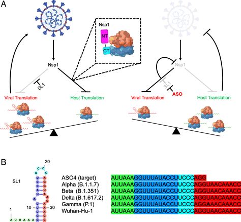 Targeting Stem Loop 1 Of The Sars Cov 2 5′ Utr To Suppress Viral