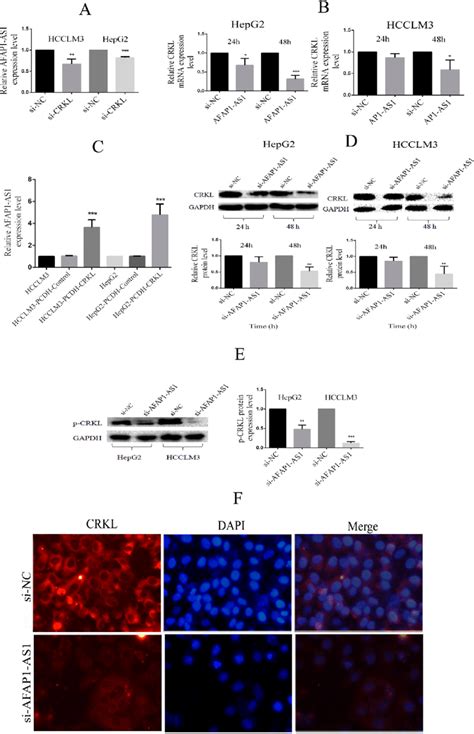 Bidirectional Positive Regulation Of Crkl And Afap1 As1 A The Level