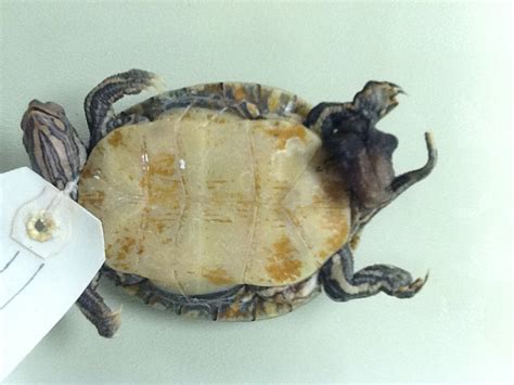 Biology Of The Reptilia Reptiles Lab 2 Turtles Thompson And Serna