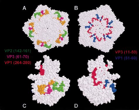 Location Of The Five Main Linear Antigenic Sites In The 3d Model Of