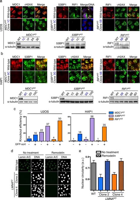 High Throughput Microscopy Based Phenotypic Screening For Knockout