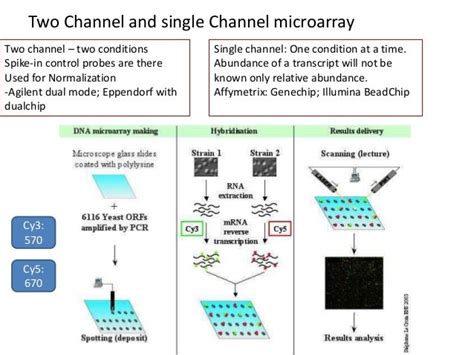 Snps And Microarray
