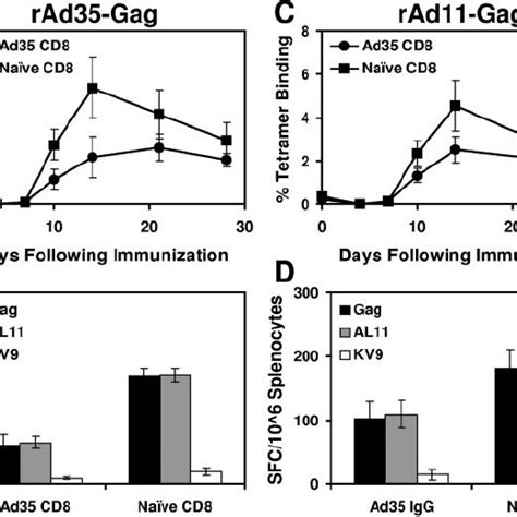 Adoptive Transfer Of Ad35 Specific Cd8 ϩ T Lymphocytes Donor Mice Were