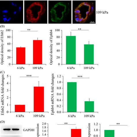 A Double Immunofluorescence Staining Of Arteriovenous Marker Proteins