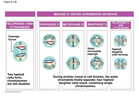 Cellular Reproduction Cells From Cells Ppt Download